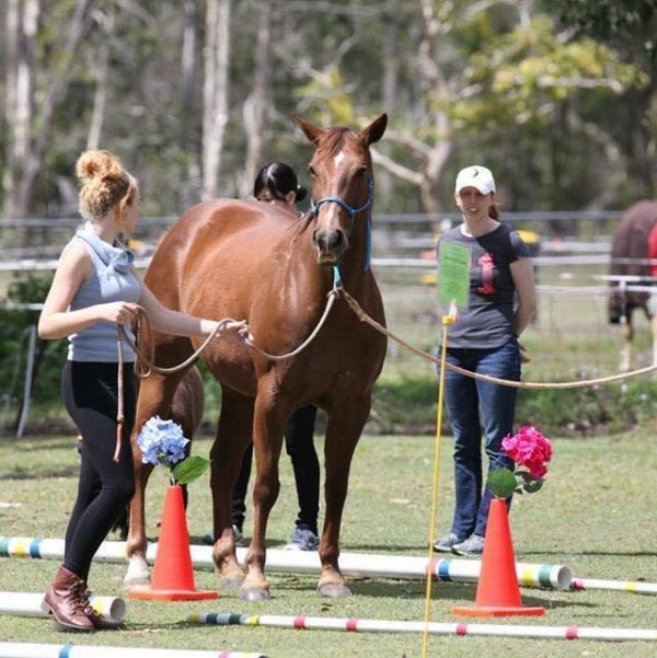 What is Equine Assisted Learning and Therapy? – Serendipity Ranch ...